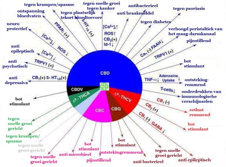 Het endocannabinoïde systeem en cannabinoïden uitgelegd - PGMCG